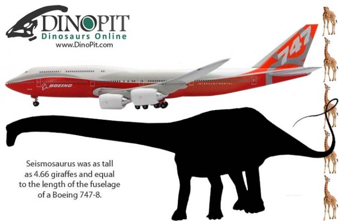 Just How Big Was Seismosaurus? - DinoPit