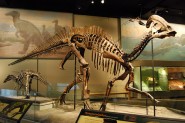 Parasaurolophus - DinoPit