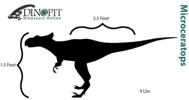 How Big Was Microceratops / Microceratus? - DinoPit