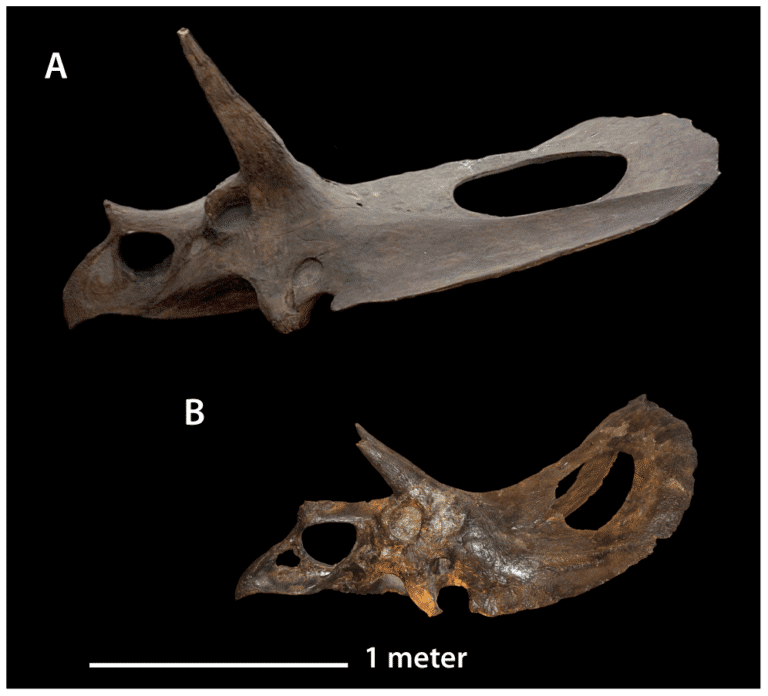Torosaurus - DinoPit