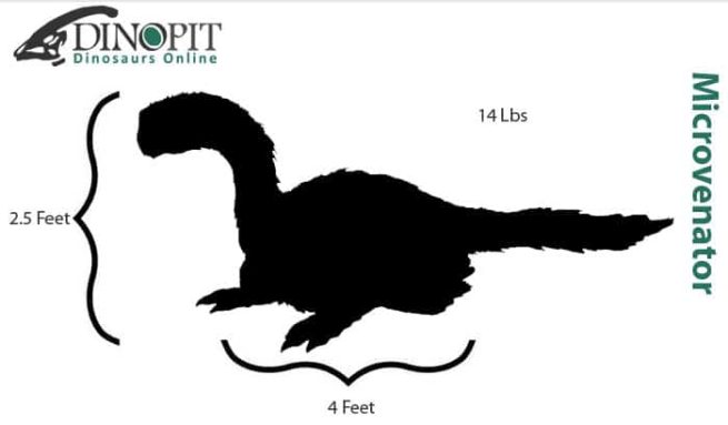 Just How Big Was Microvenator? - DinoPit