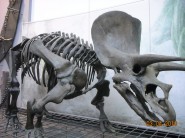 Torosaurus - DinoPit